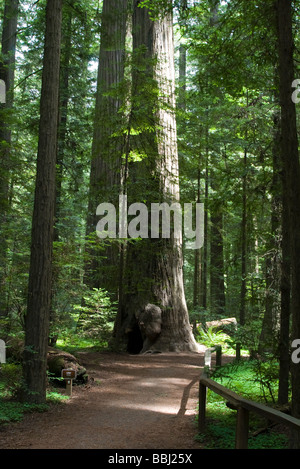 Avenue of the Giants / Rockefeller Forest - Humboldt Redwoods State ...