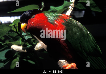 fiji, kula bird, kula eco park, sigatoka fiji Stock Photo - Alamy