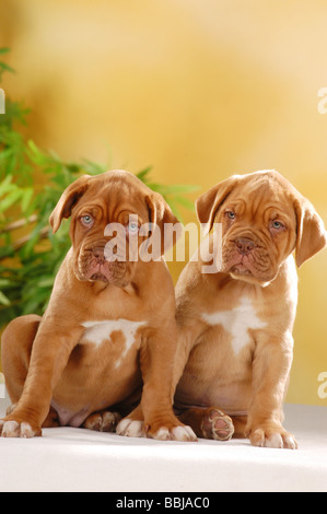 Two cute young French Mastiff breed pups competing for a bone Stock ...