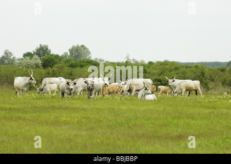 Hungarian Grey Cattle on a meadow Stock Photo - Alamy