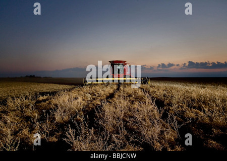 Combining lentils at night, Saskatchewan Stock Photo - Alamy