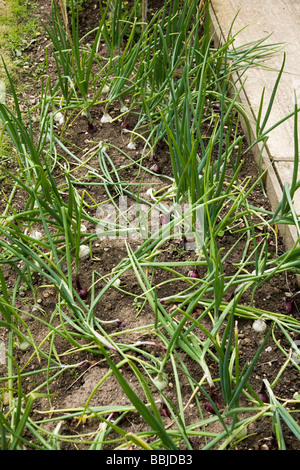 Green vegetables and salad growing on the Heritage Oasis Trail at Al ...