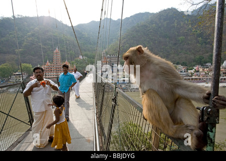 Monkey at Lakshman Jhula bridge. Rishikesh. Uttarakhand. India ...