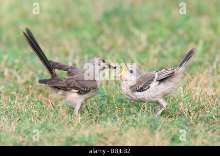 Northern Mockingbird feeding Fledgling Stock Photo - Alamy