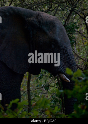 Elephant, Victoria Falls, Zimbabwe Stock Photo - Alamy