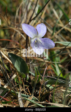 Pale Dog violet Viola lactea Stock Photo - Alamy
