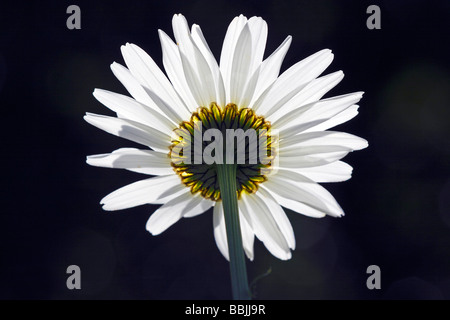 Oxeye daisy / Ox-eye Daisy / Moon daisies (Leucanthemum vulgare ...