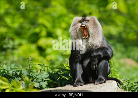 Male Lion-tailed Macaque (Macaca silenus) walking head-on on a forest ...