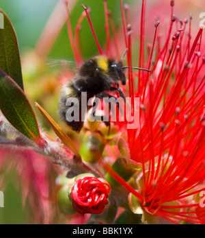 A vertical closeup of a Bumblebee, Bombus flying around a tiny purple ...