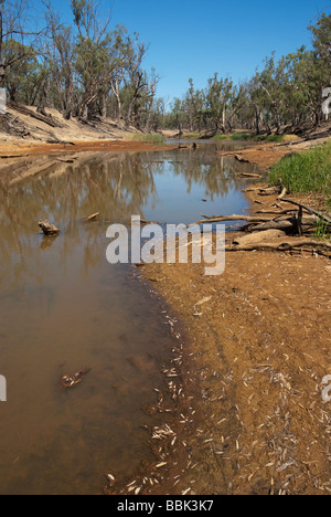 Environmental damage in Australia's Wakool River Stock Photo - Alamy