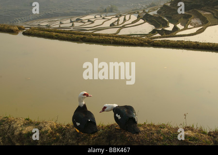 ducks on the edge of the rice terraces at Yuanyang in Yunnan China ...