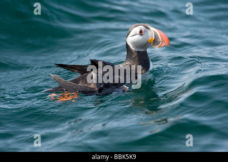 Flying puffin, Atlantic Puffin, Fratercula artica, arctic black and ...