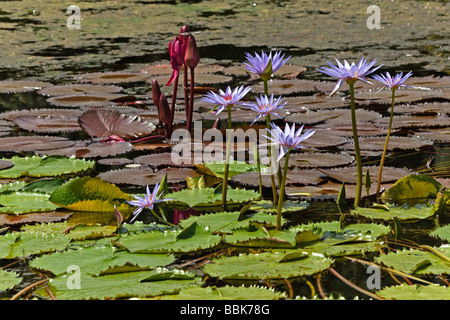Lotus flowers and water lilies bloom at the Imperial Ancestral Temple ...