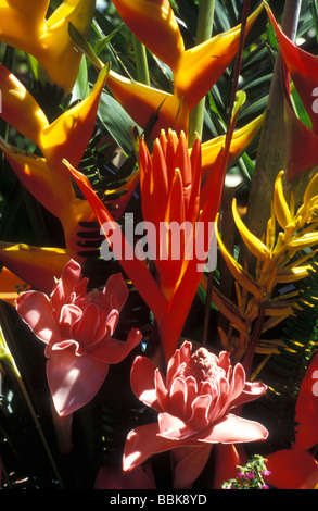 bird of paradise flowers apia samoa Stock Photo - Alamy