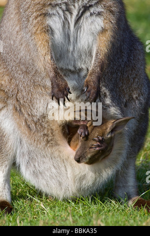 Mother and baby Wallaby, baby is too big to be in the pouch but is ...