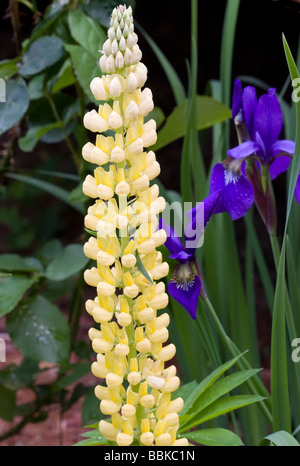 Yellow flowers of lupin plants, Lupine Albus in a field with cork oak ...