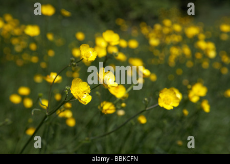 Field of invasive Creeping Buttercup / Ranunculus repens on sunny ...