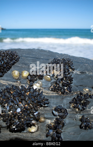 Rock with attached Shells and Molluscs Stock Photo - Alamy