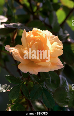 Red Large-Flowered Climber rose (Rosa) Super Excelsa blooms in a garden ...