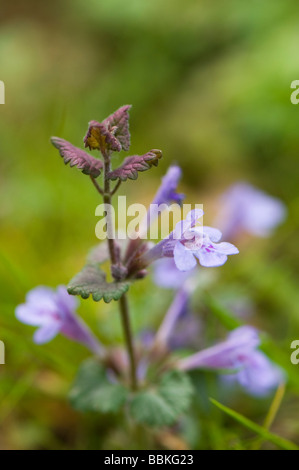 Close up plant portrait of Glechoma hederacea ‘Variegata’, Nepeta ...