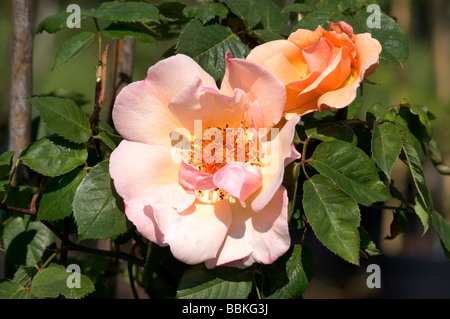 Rosa;Climbing Rose;'Meg';Semi-double flower; Introduced 1954 Stock ...