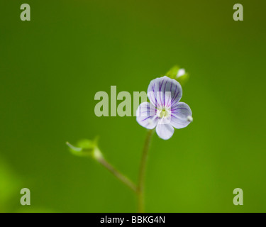 Horizontal macro of a bright blue Veronica flower spike with yellow ...