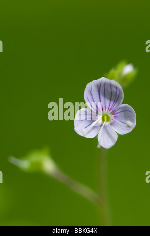 Wood speedwell (Veronica montana Stock Photo - Alamy