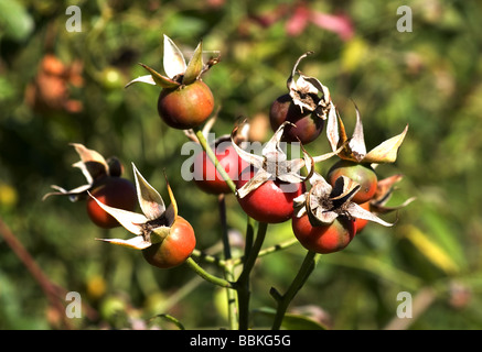 Rosa 'Summer Wine'. Climbing Rose Stock Photo - Alamy