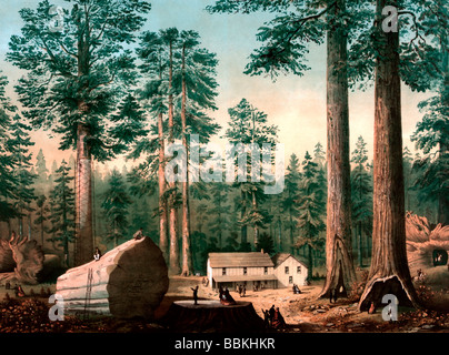 The mammoth trees (Sequoia gigantea), California (Calaveras Stock Photo ...