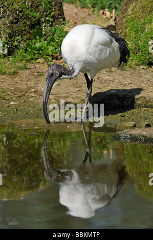 Egyptian Sacred Ibis Stock Photo - Alamy