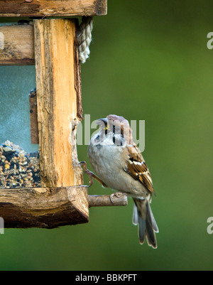Tree sparrow (Passer montanus) on the left side andHouse sparrow female ...