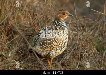 Painted Francolin, (Francolinus pictus Stock Photo - Alamy