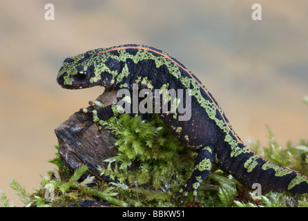 Female Marbled Newt in South - west France Stock Photo - Alamy