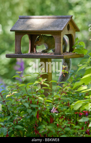 Grey Squirrel on bird table Stock Photo - Alamy