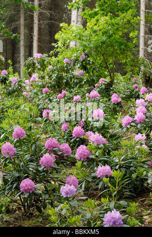 Flowers in the forest Stock Photo - Alamy