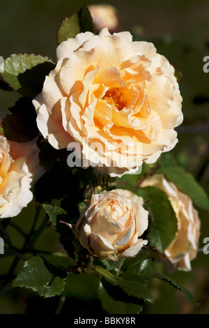 Climbing rose (Rosa 'Polka' Stock Photo - Alamy
