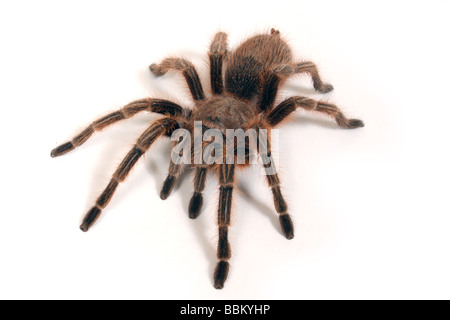 chilean rose tarantula Stock Photo - Alamy