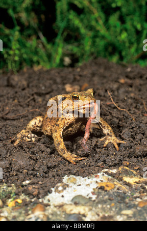 COMMON TOAD Bufo bufo EATING EARTHWORM Stock Photo - Alamy