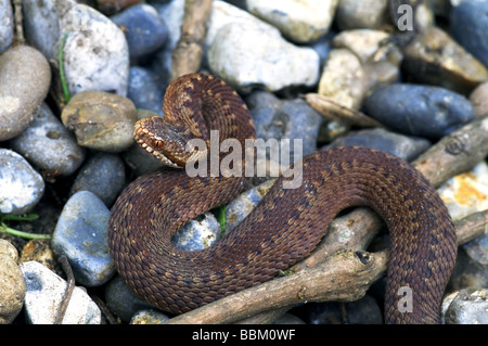 Juvenile Adder, Vipera berus, on the Malvern Hills, Worcestershire ...