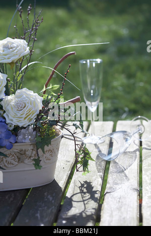 Rose garden of Champagne. Close up shot of a colorful Rose with morning ...
