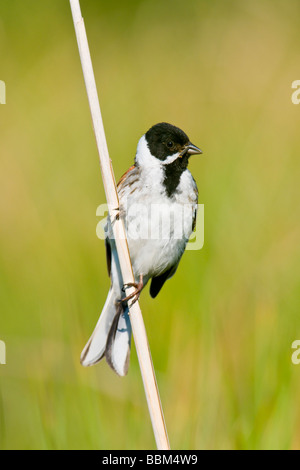 A male Reed Bunting perched on reed stem, Rye Harbour Nature Reserve ...