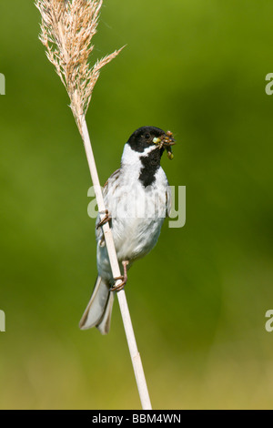 A male Reed Bunting perched on reed stem, Rye Harbour Nature Reserve ...