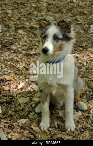 sitting Shetland Sheepdog Stock Photo - Alamy