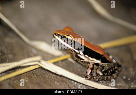 Fungoid Frog (Rana Malabarica) at Anshi Wild Life Sanctury, Karnataka ...