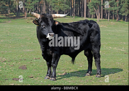Aurochs (Bos primigenius), Auerochse oder Ur (Bos primigenius ...