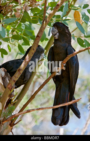 Australia, Northern Territory. A red-tailed Cockatoo at Alice Springs ...