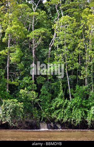 Australia, Queensland. The beautiful and very diverse Daintree ...