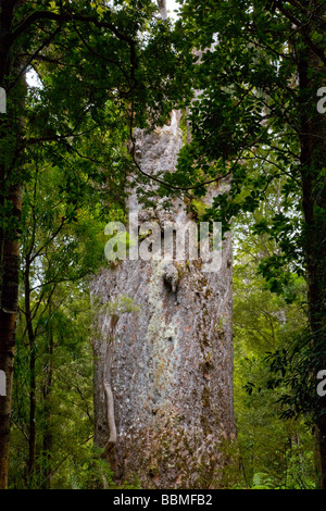 Te Matua Ngahere Waipoua Kauri Forest North Island New Zealand Stock ...