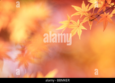 Close up shot of Maple leaves in Wuling Farm at Taichung, Taiwan Stock ...