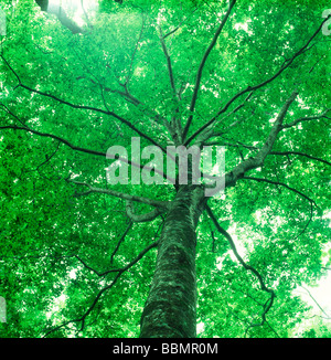 Low angle view of a tree with protruding branches Stock Photo - Alamy